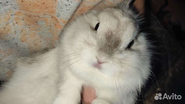 Кролик для вязки (девочка)