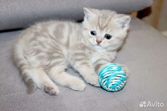 Шотландский котенок