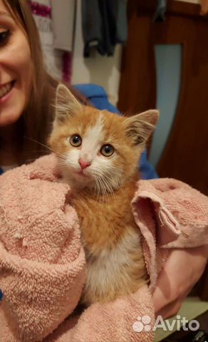 Котенок солнышко в добрые руки