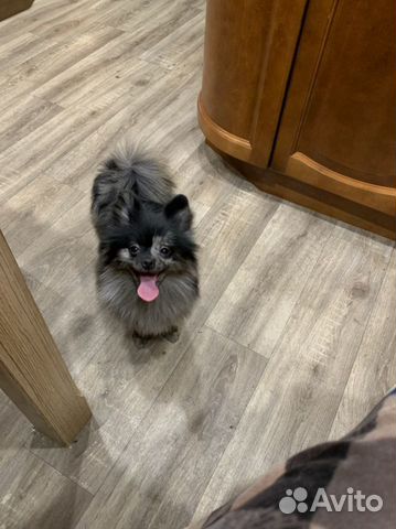 Померанский шпиц девочка мерле Жанна