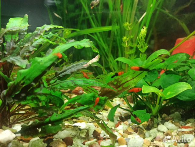 Тигровые меченосцы, гуппи