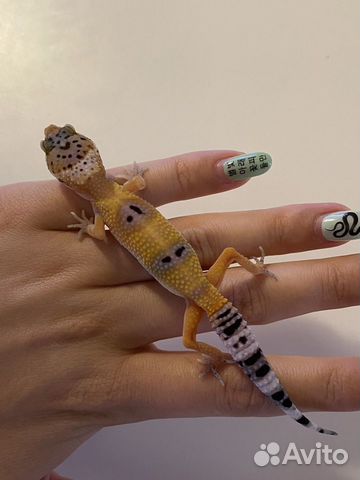 Эублефар 1 мес Tangerine