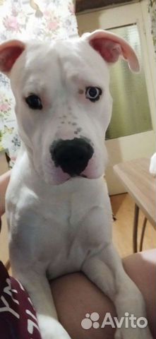 Стаффорд вязка