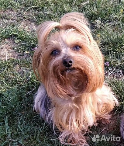 Йоркширский терьер щенки