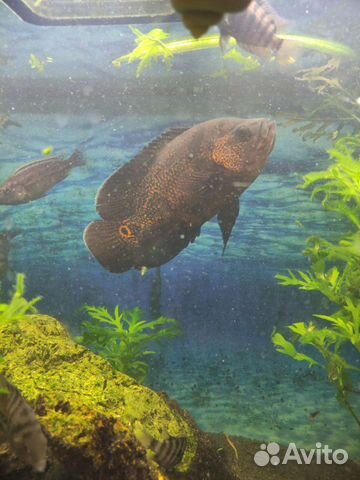 Аквариумные рыбки