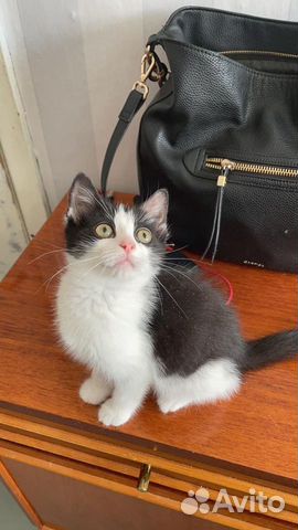 Котенок дев 2 мес