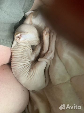 Канадский сфинкс