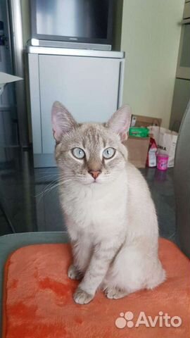 Тайская кошка