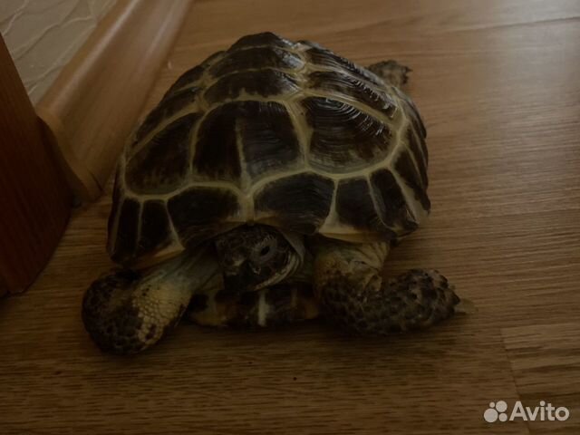 Черепаха сухопутная