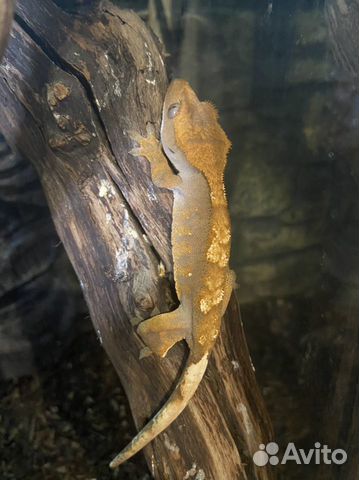 Гекконы бананоеды