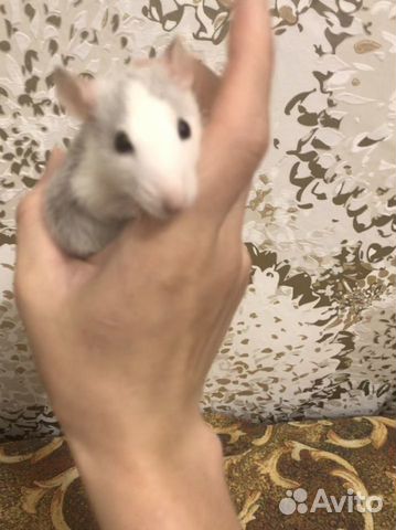 Крысы из Волгограда