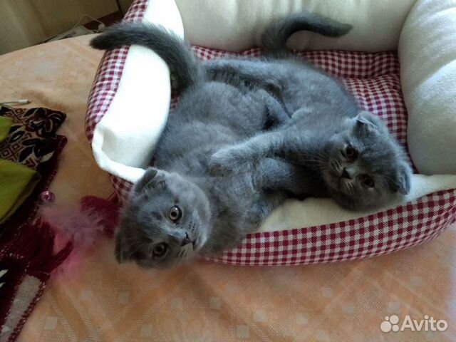 Шотландские