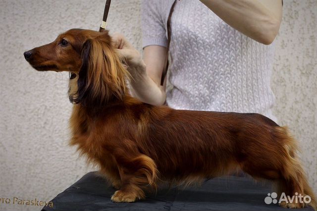 Девочка кроличья длинношерстная