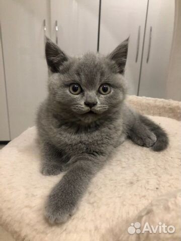 Британские котята