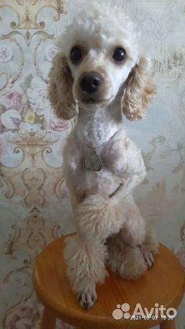 Той-пудель кобель подрощенный