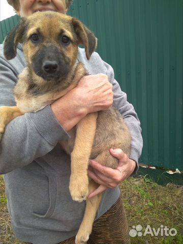 Лучший охранник и друг