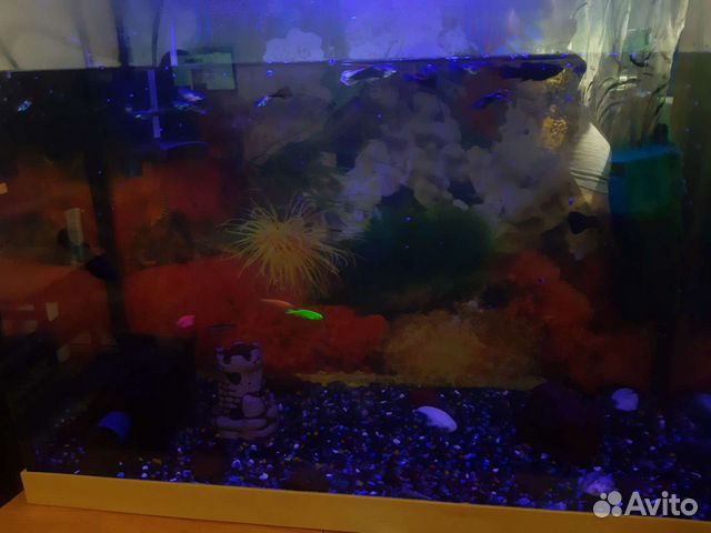 Аквариумные рыбки