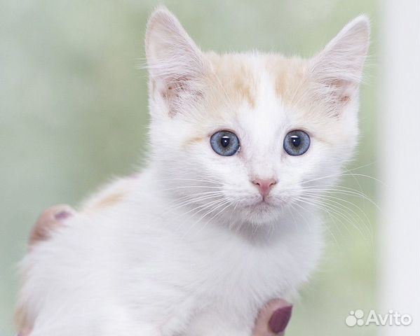 Нежная Зефирка