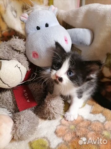 Кошечка метис от канадского сфинкса и шатландца