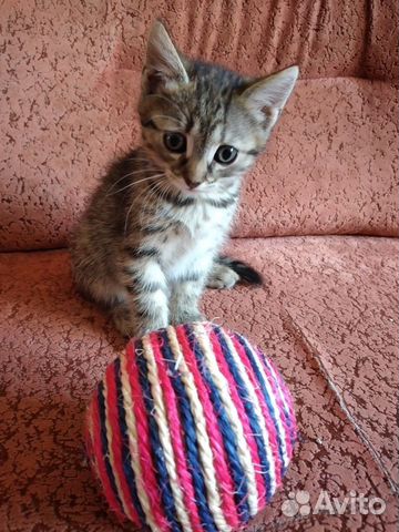 Котята в добрые руки приучены к лотку