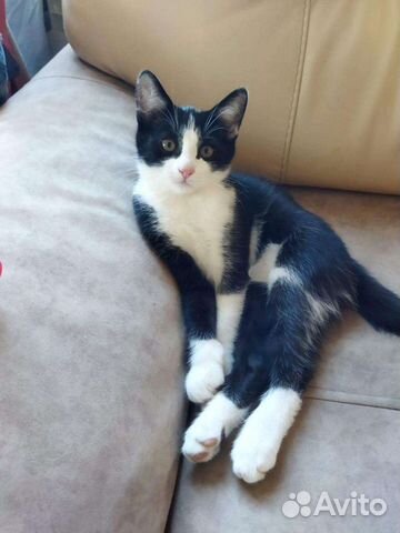 Котят вывезут в лес