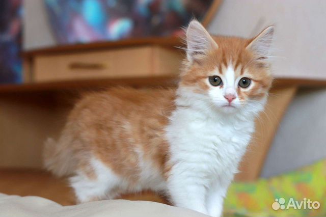 Котенок в дар