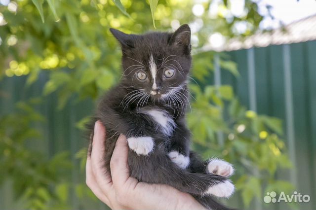 Котенок Маркиза, очаровательная неженка ищет дом