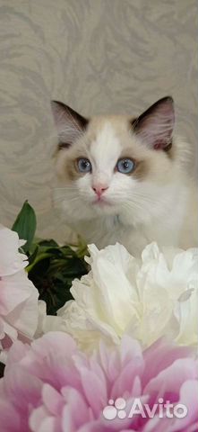 Регдолл кот