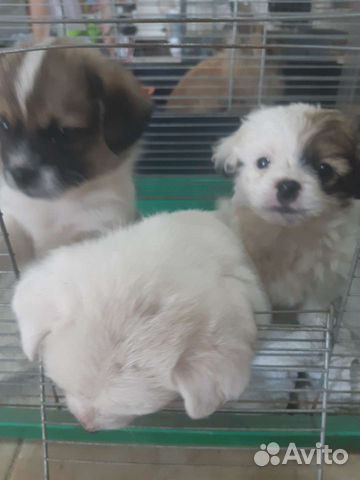 Собака маленькая порода,пекинес