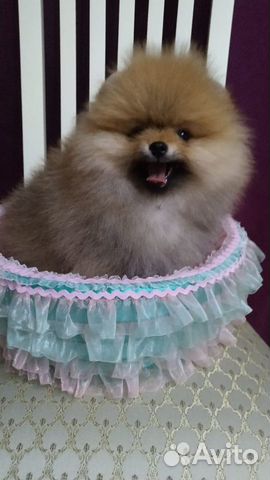 Пушистые антидепрессанты