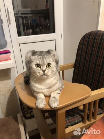 Шотландская кошка