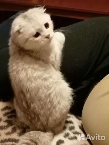 Кошка в дар
