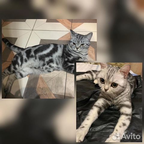 Британские котята