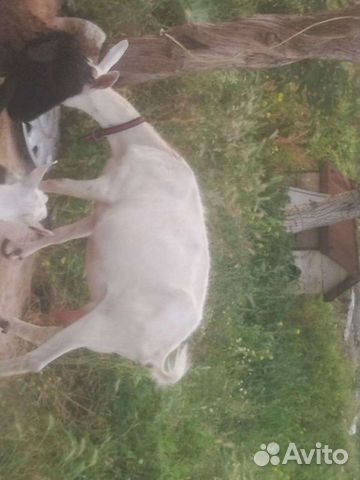 Коза дойная