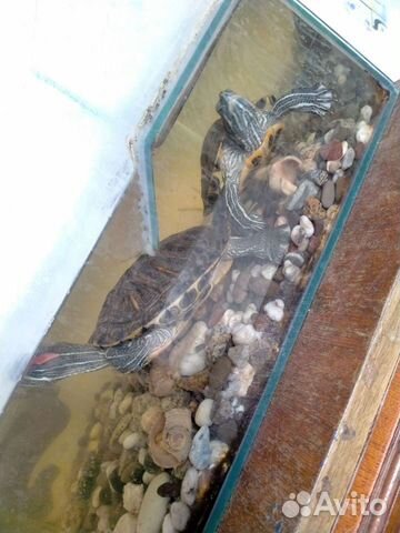 Красноухая черепаха с аквариумом