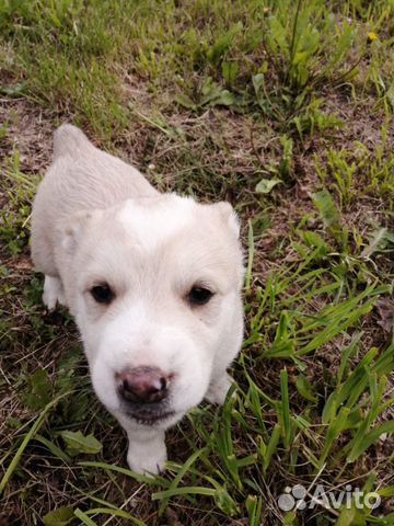 Щенки алабая