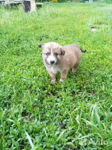 Отдам щенка безплатно в добрые руки