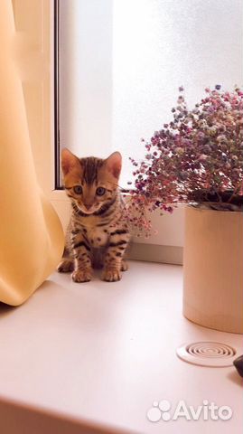 Бенгальские котята
