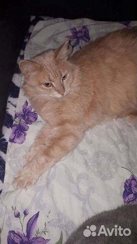 Кошка в дар