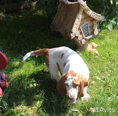 Бассет-хаунд белоснежный мальчик