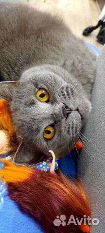 Кот в добрые руки