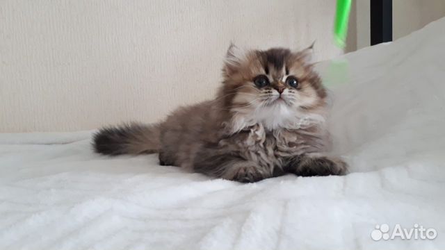 Котенок британец. Девочка