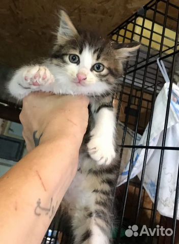 Эксклюзивчик Болик