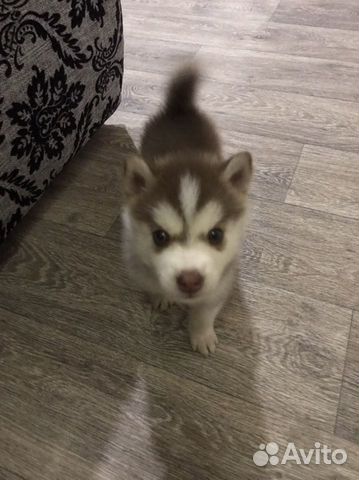 Хаски, щенок