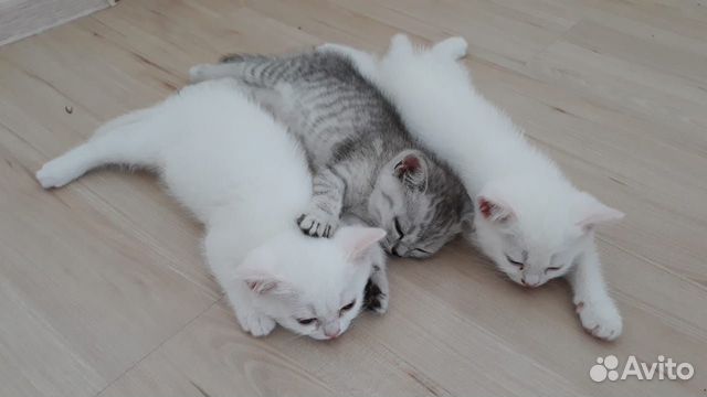 Котята шотландские