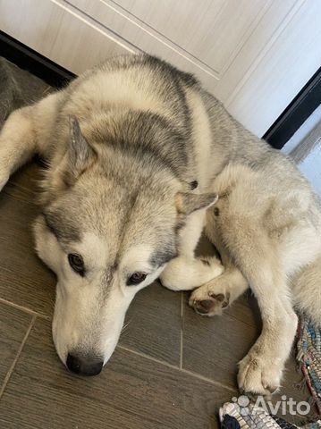 Собака в добрые руки мальчик хаски