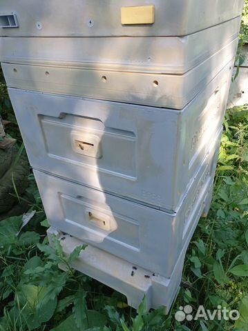 Семьи пчел,отводки