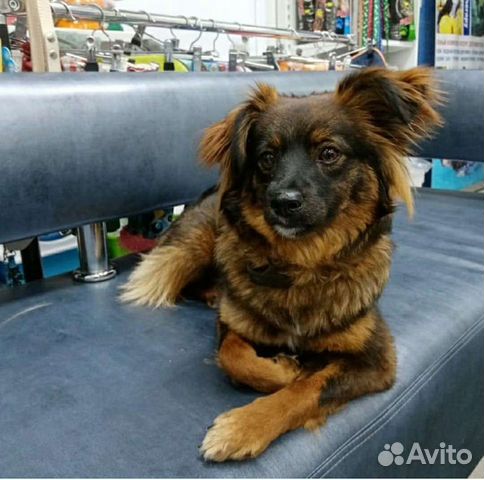 Красотка Жизель ищет дом