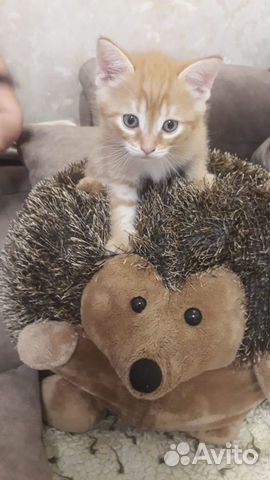 Отдаются в хорошие руки два чудесных котенка,котор