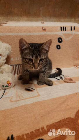 Котята ищат дом